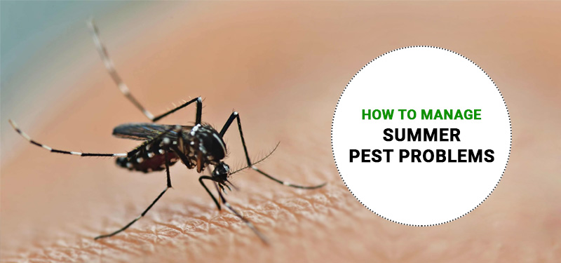 How To Deal With Pests In Summer? - Myarticlestory